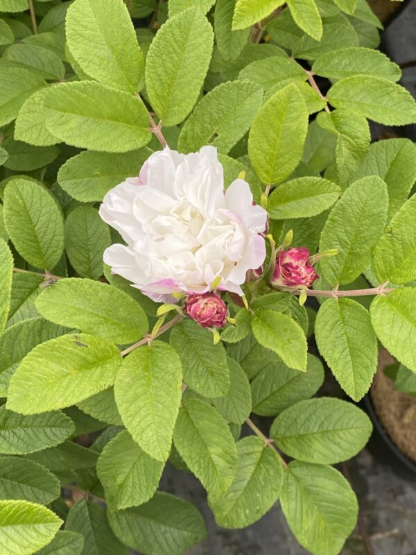 Rosa 'Louise Bugnet' | Köp hos Essunga Plantskola