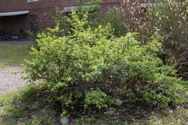 Stephanandra incisa 'Crispa' | Köp hos Essunga Plantskola