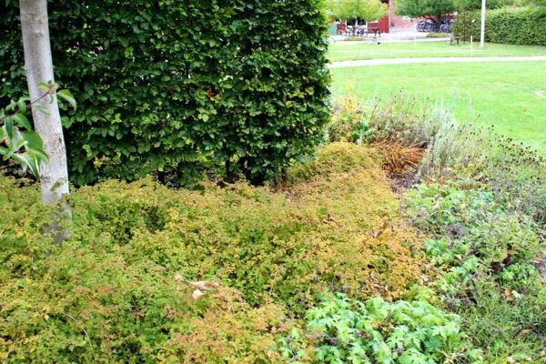 Stephanandra incisa 'Crispa' | Köp hos Essunga Plantskola