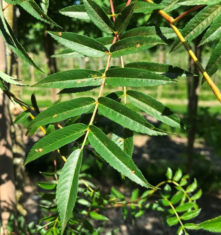 Sorbus commixta 'Carmencita' E | Köp hos Essunga Plantskola