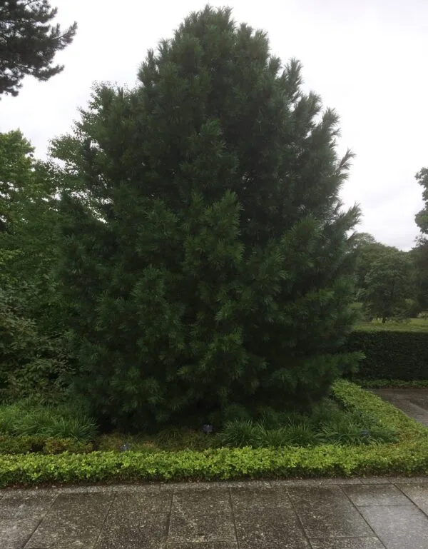 Pinus cembra | Köp hos Essunga Plantskola