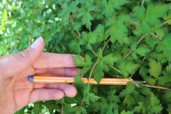 Stephanandra incisa 'Crispa' | Köp hos Essunga Plantskola