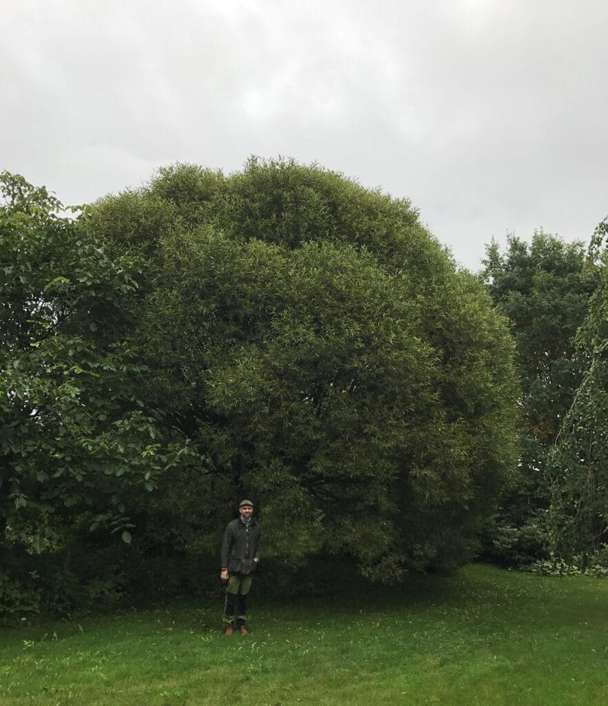 Salix fragilis 'Bullata' - Essunga Plantskola
