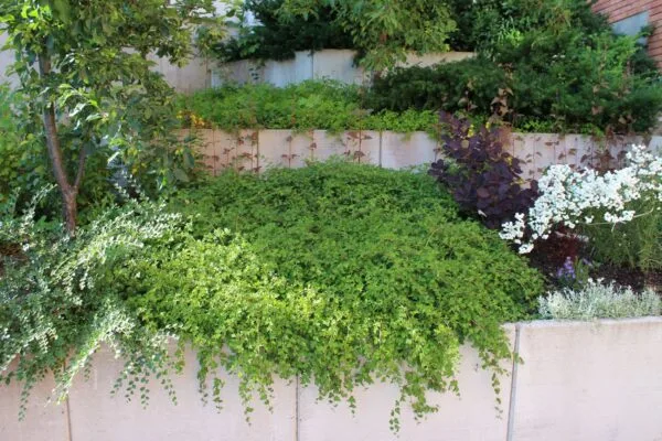 Stephanandra incisa 'Crispa' | Köp hos Essunga Plantskola