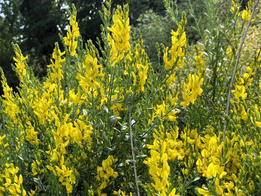 Genista (Ginst) | Skötsel & Råd | Essunga Plantskola